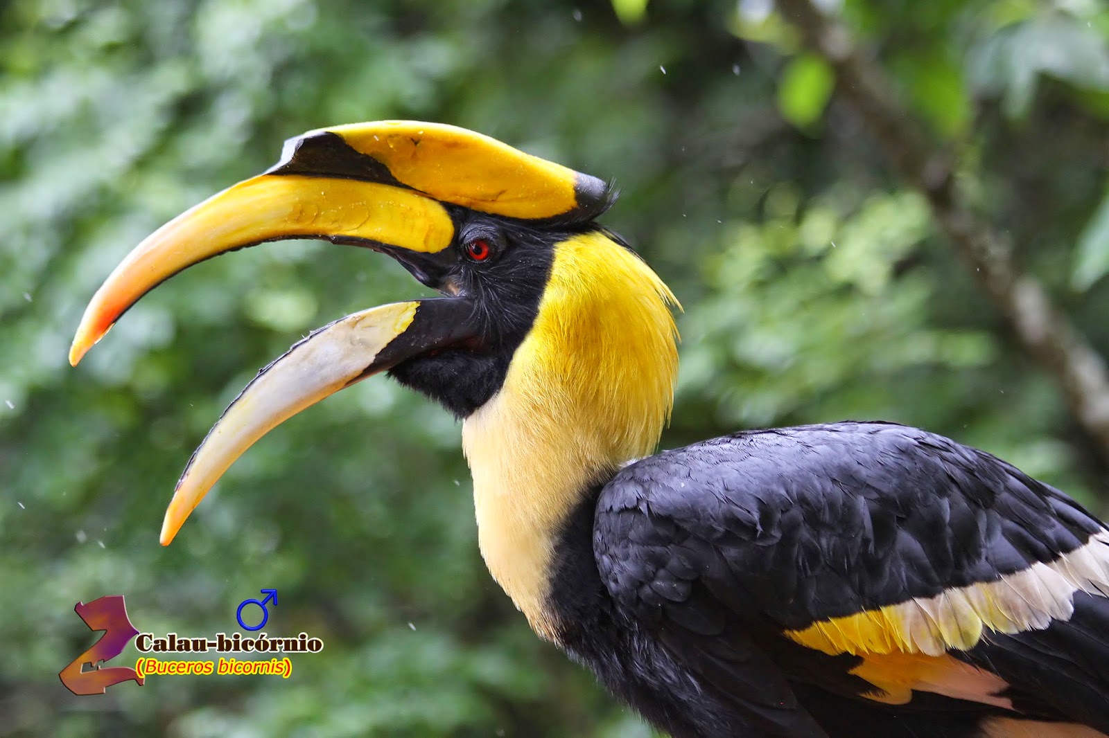 Zoologia: Calau-bicórneo (Buceros bicornis)